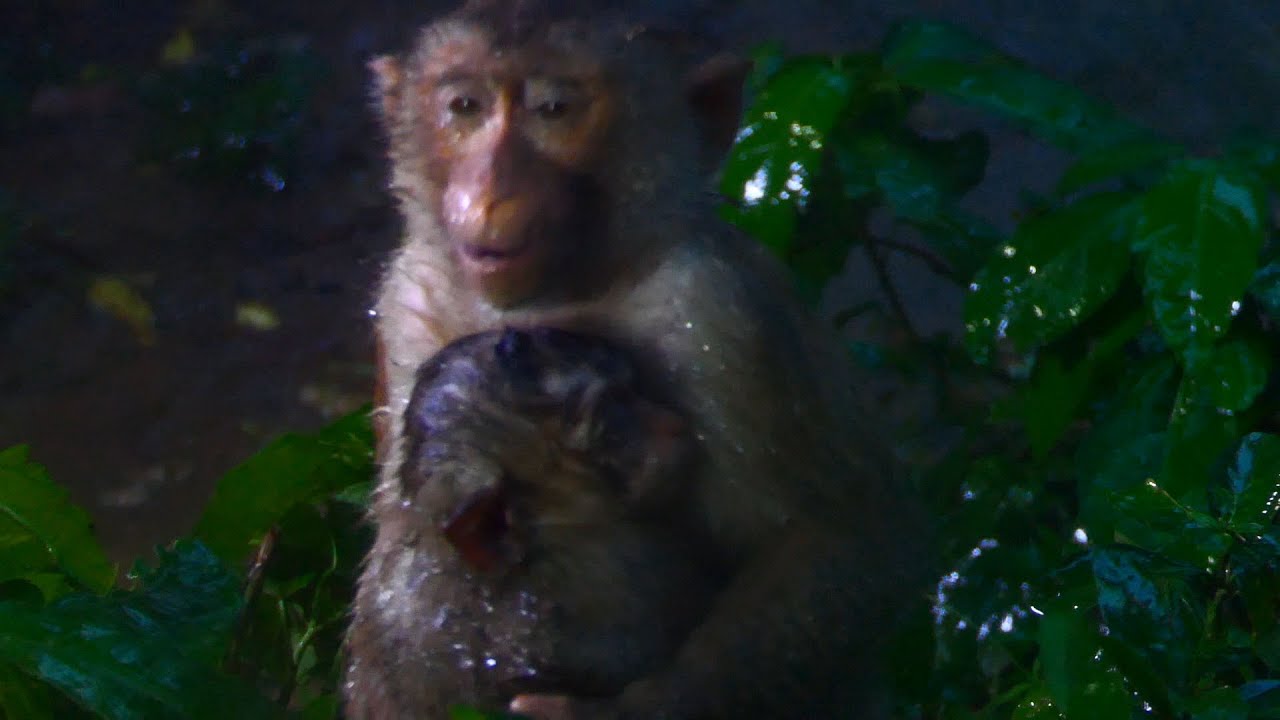 it's real love Liza helps Dawn thank Liza love from monkeys - YouTube