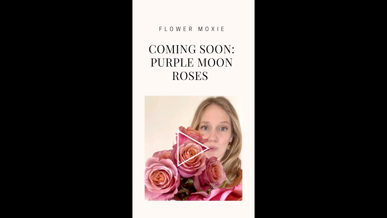 Coming Soon: Purple Moon Roses! - YouTube