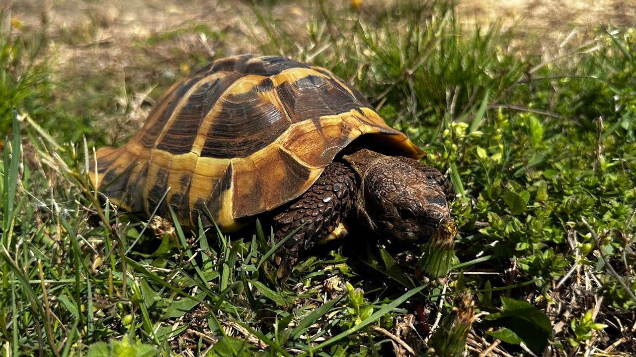 Outside With My Tortoise & Chickens - YouTube