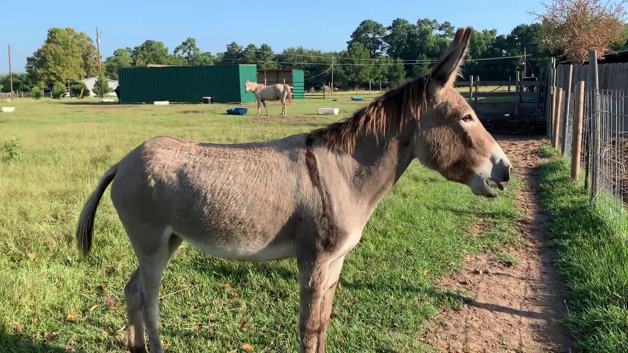 Women and Harmones: Donkey problems! - YouTube