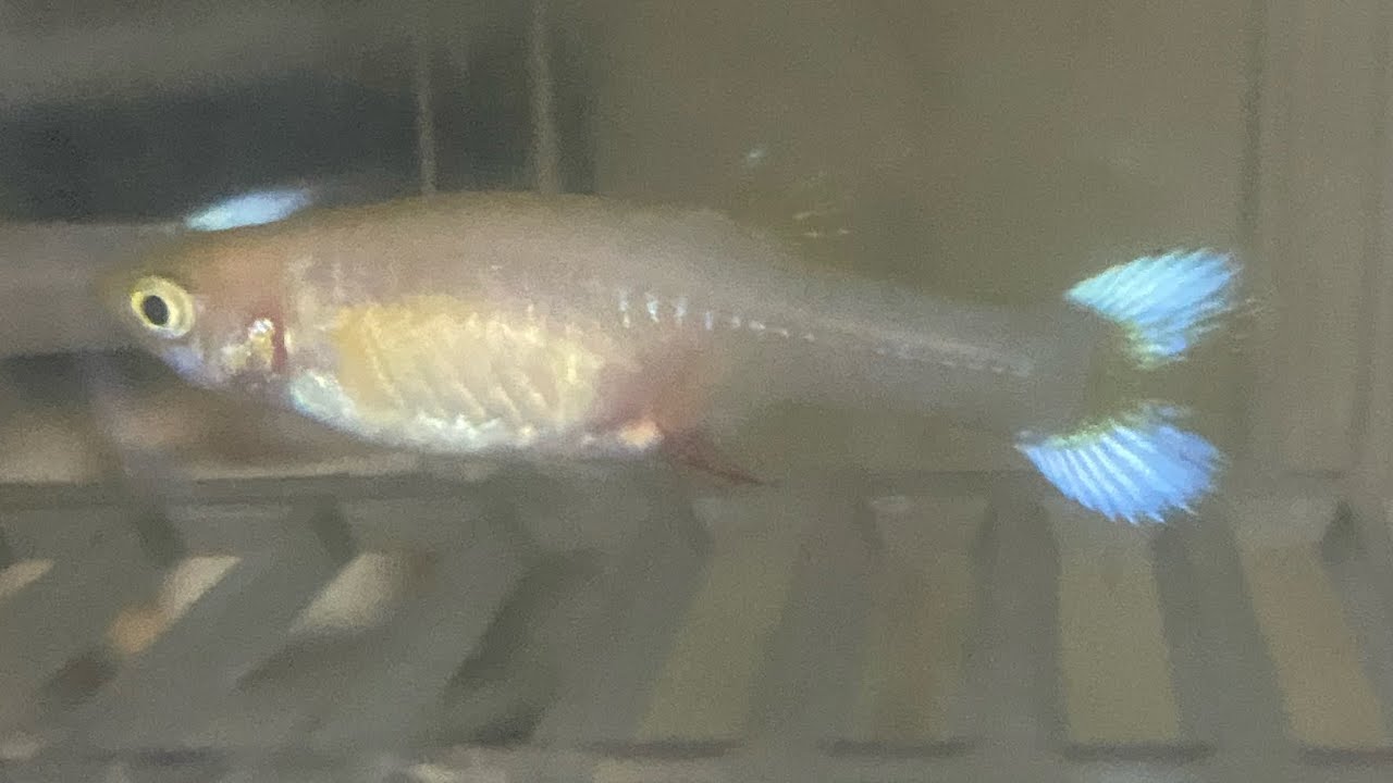 Camallanus Red Worms - YouTube