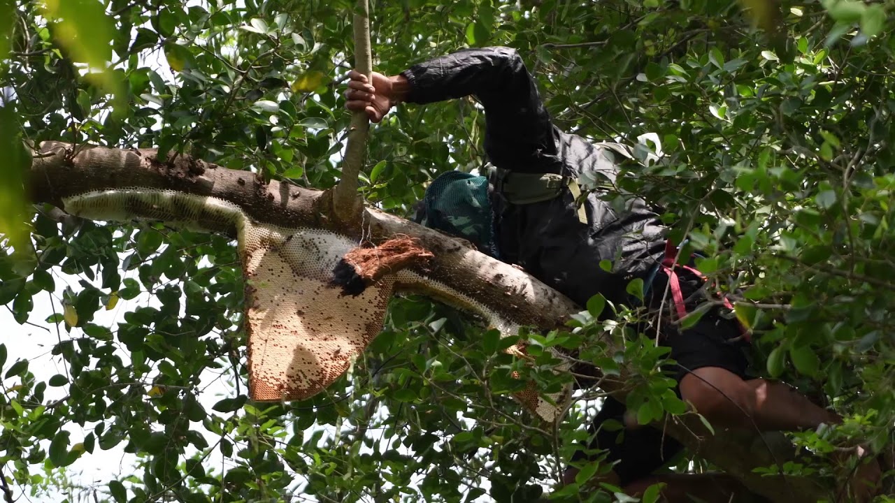National photography : Bee Hunting in Thailand - YouTube