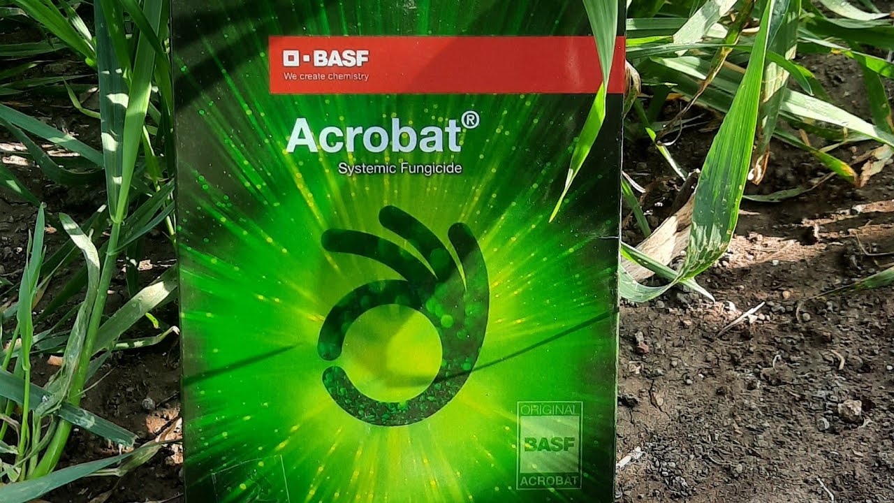 Acrobat fungicide || Basf Acrobat || Acrobat fungicide uses in hindi ...