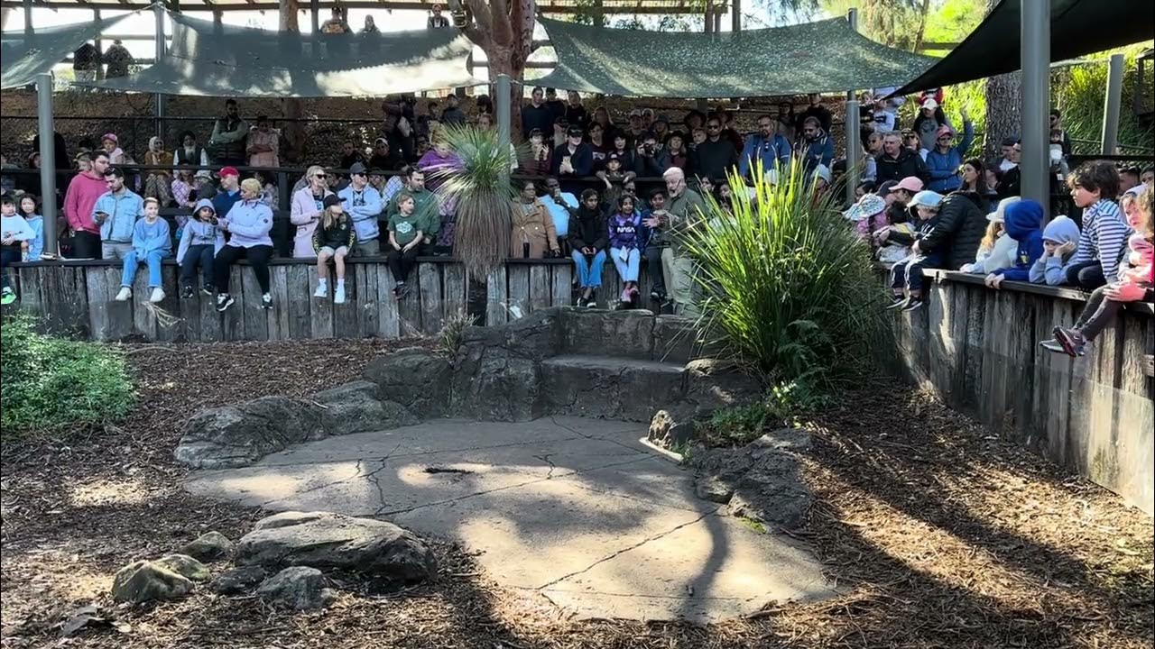 Reptile Show - Part 2 | Australian Reptile Park - YouTube