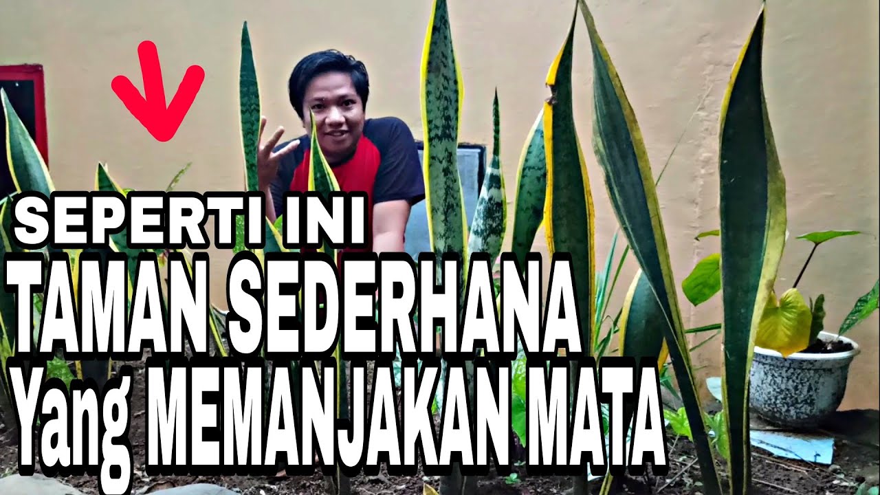 taman bunga aglonema!! Koleksi bunga aglaonema di rumah segar banget ...