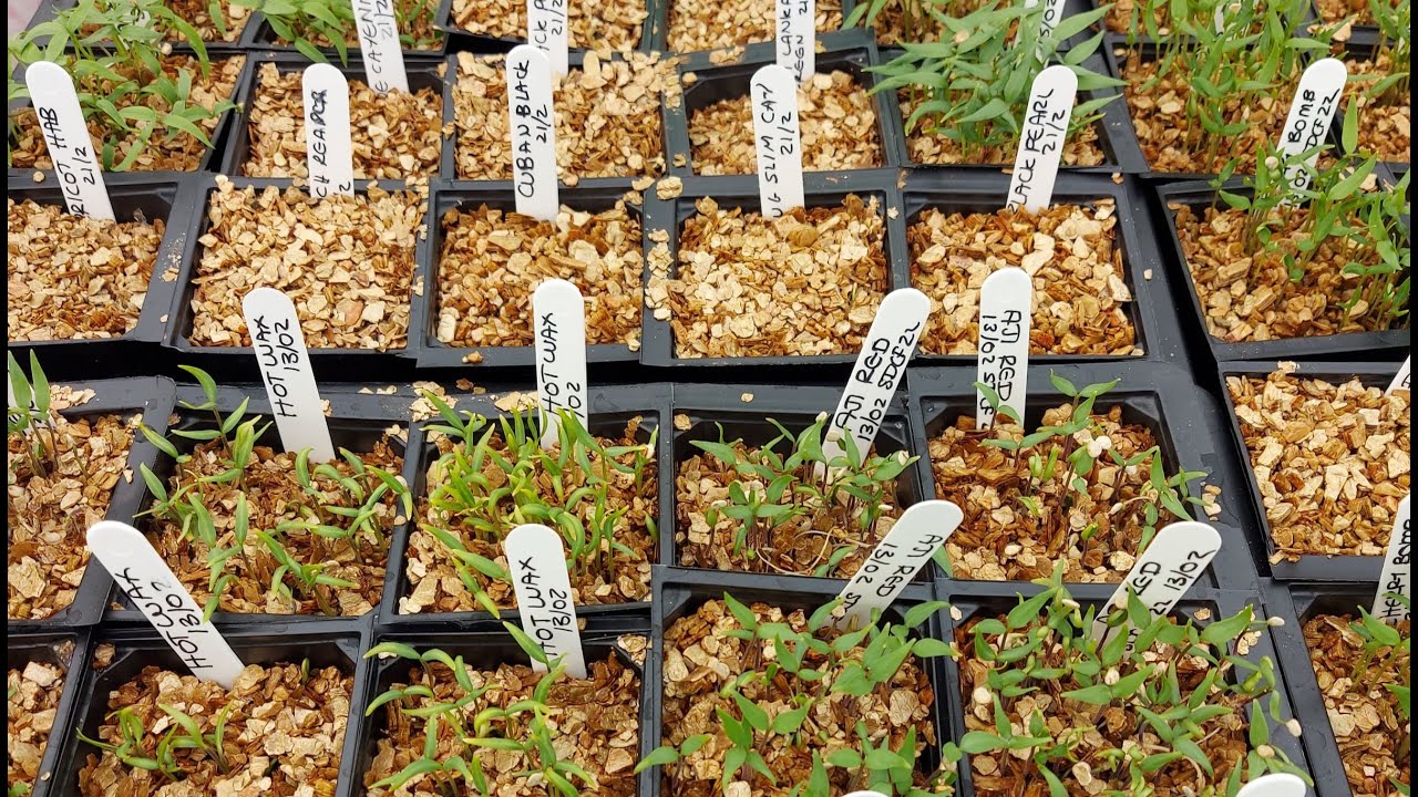 Seed Germination - A Quick Guide - YouTube