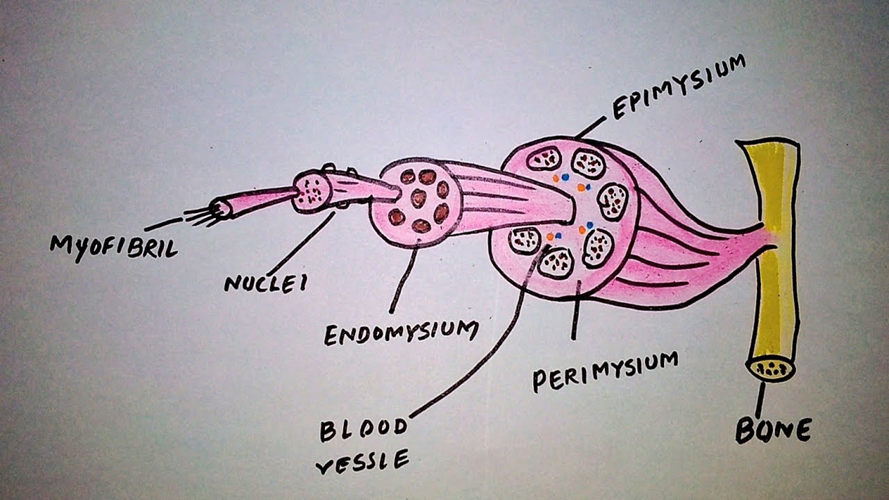 How to draw Muscle || Labelled Biology Diagram of muscle by Hajong Art ...