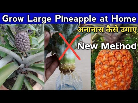How To Grow Pineapples From Crown At Home🍍🍍/ How to propagate pineapple ...