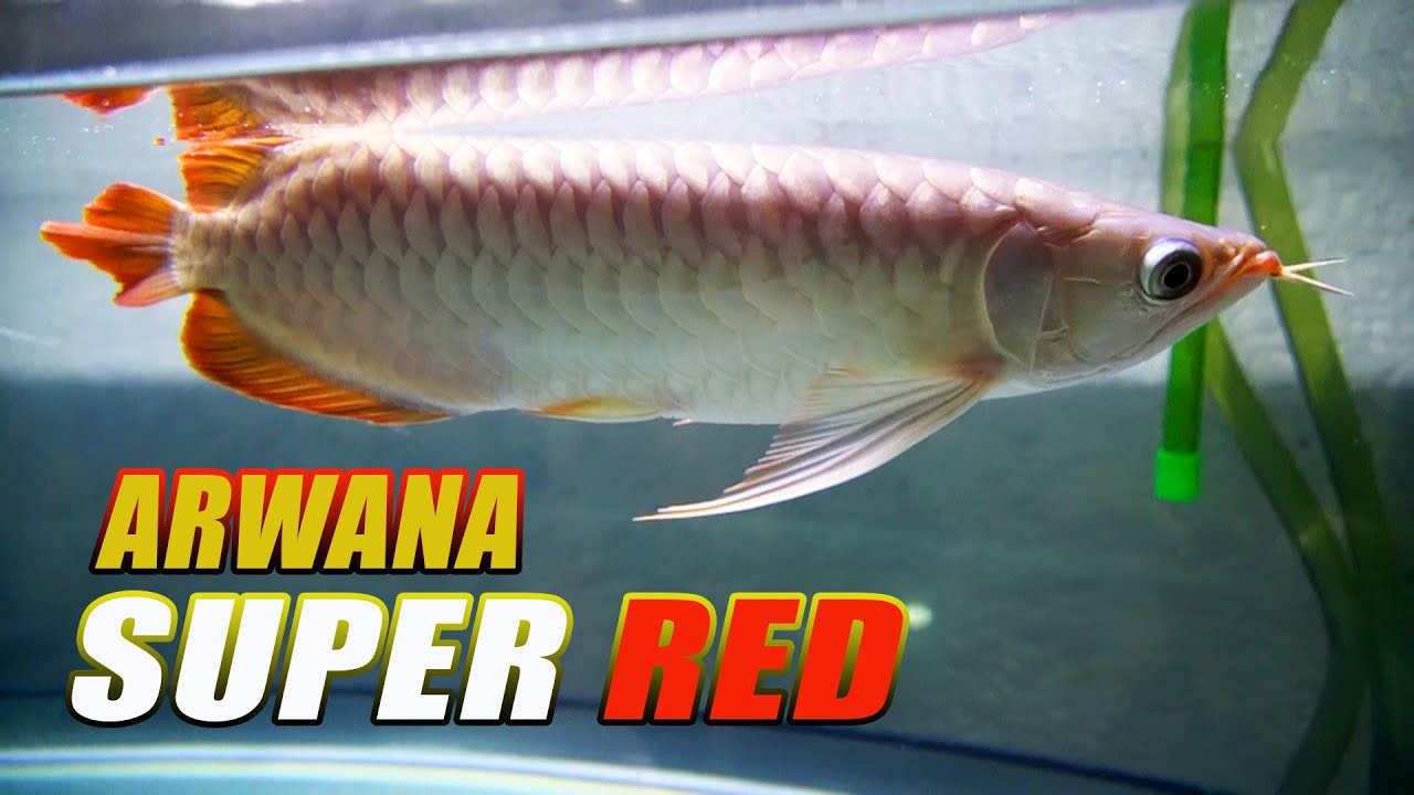 ARWANA SUPER RED di Aquarium Smart 101 - YouTube
