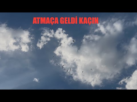 Atmaca Bölüğe Daldı ( Zaiyat Var mı ? )
