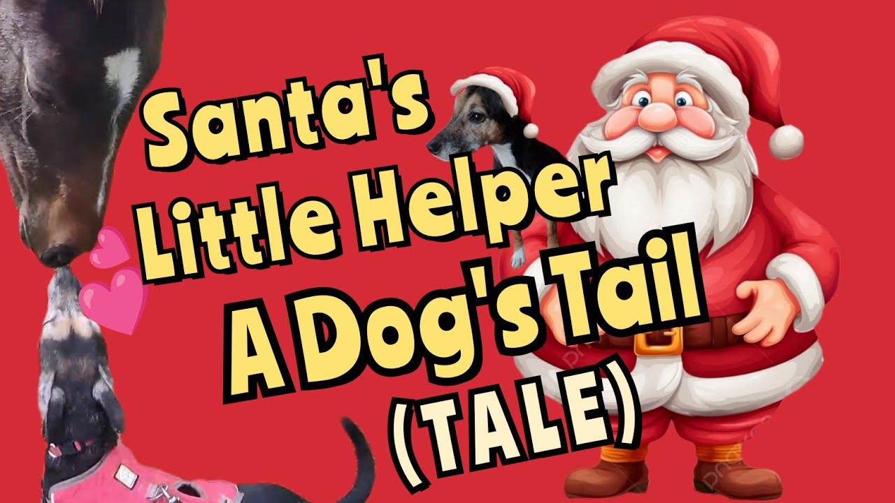 Santa's little helper🐶 - YouTube