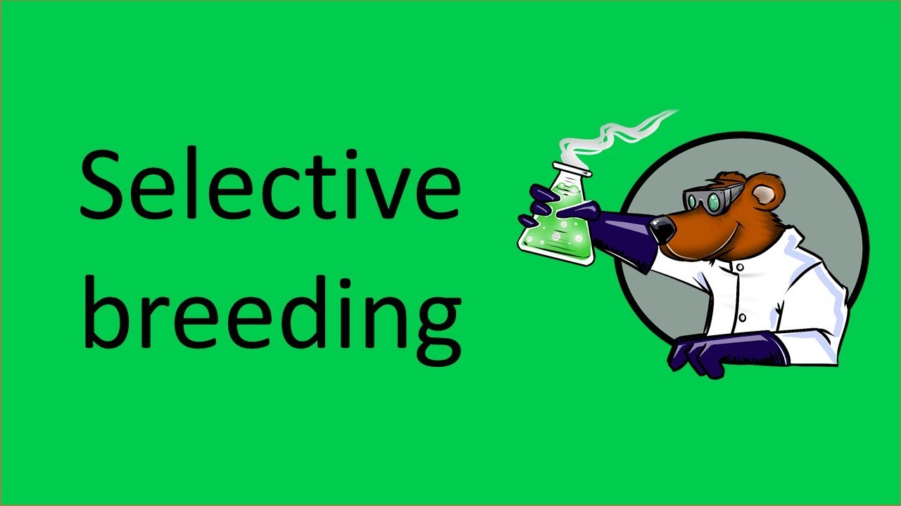 Selective breeding - YouTube