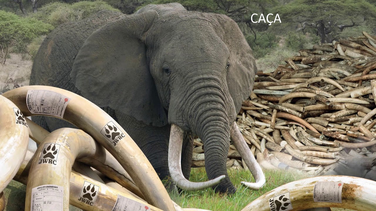 Imagem De Extrativismo Animal - RETOEDU