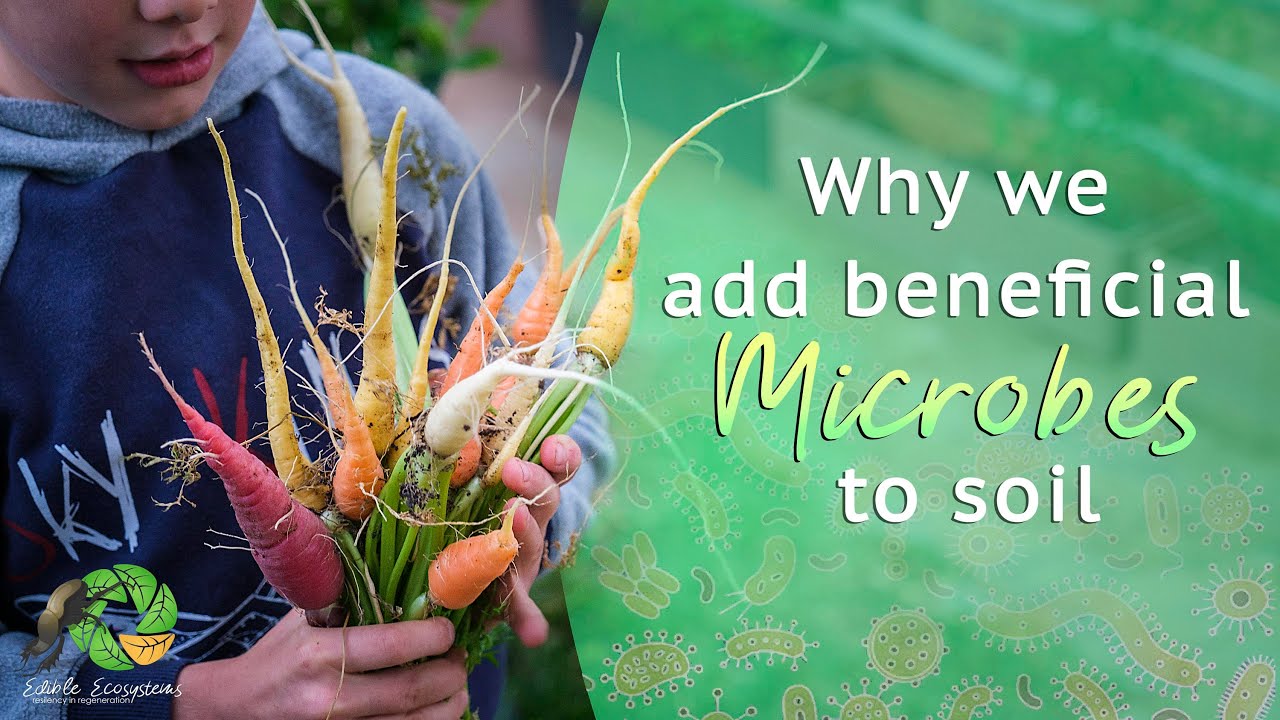 How we add beneficial microbes to soil to improve plant productivity ...