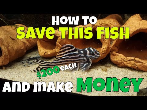 Saving an Endangered Species while also Making Money - Zebra Pleco Breeding with Jeremy Basch