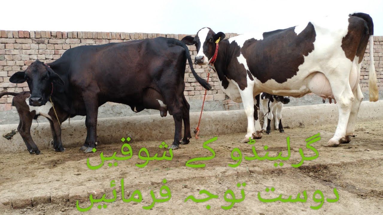 6 Anmol cow for sale 30 April 2023 in the tehsil depalpur district ...