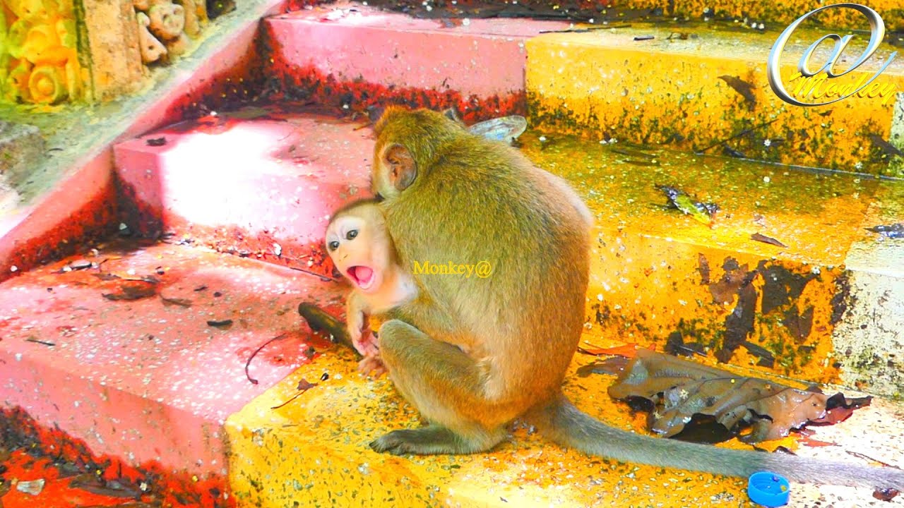 Sweet..! Baby SABA is very brave to play with other monkeys. - YouTube