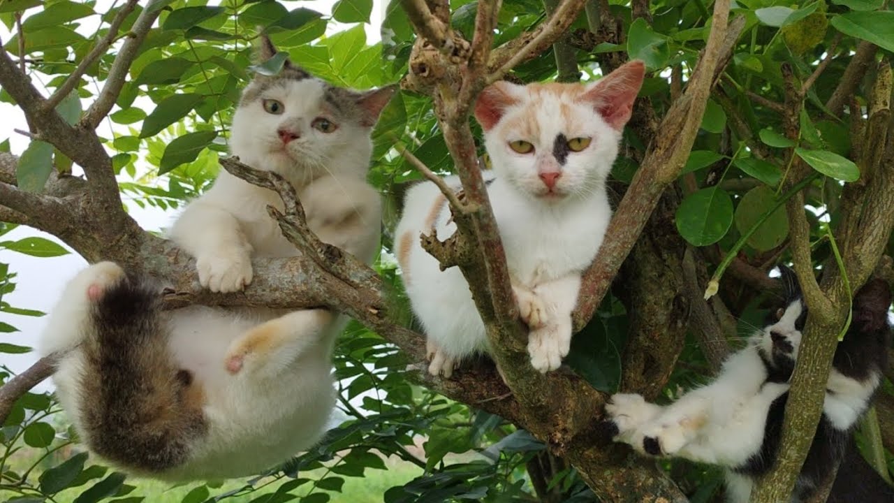 THREE FUNNY CAT - CAT CUTE MEOW MEOW - CUTE KITTEN CAT - LULU THE CAT ...