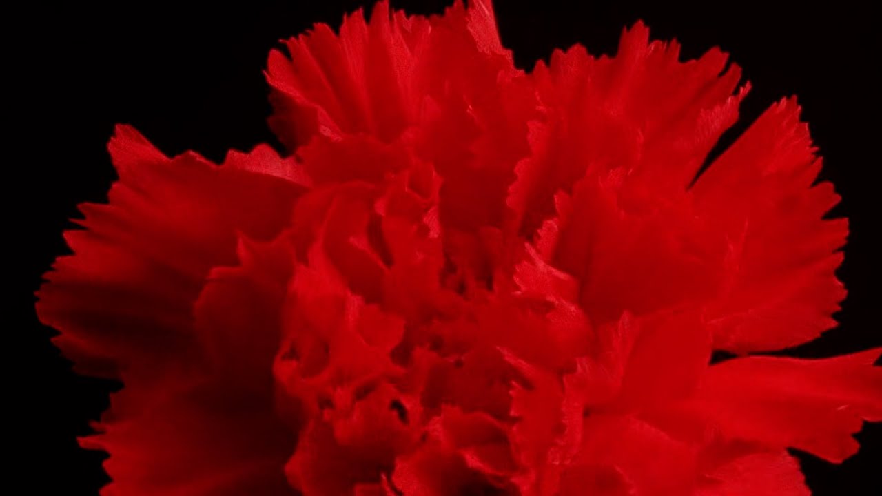 Christopher Young - Uncle Frank - Hellraiser - YouTube