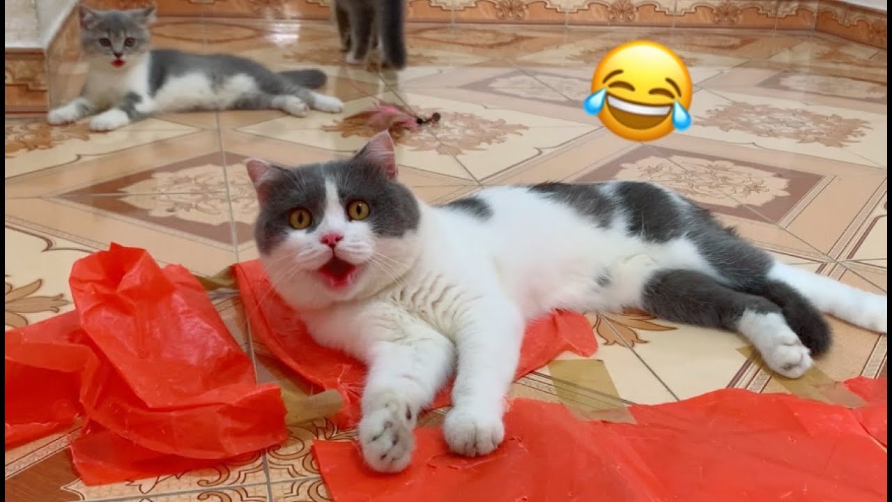 Oh so funny! Cute and happy cats #422 - YouTube