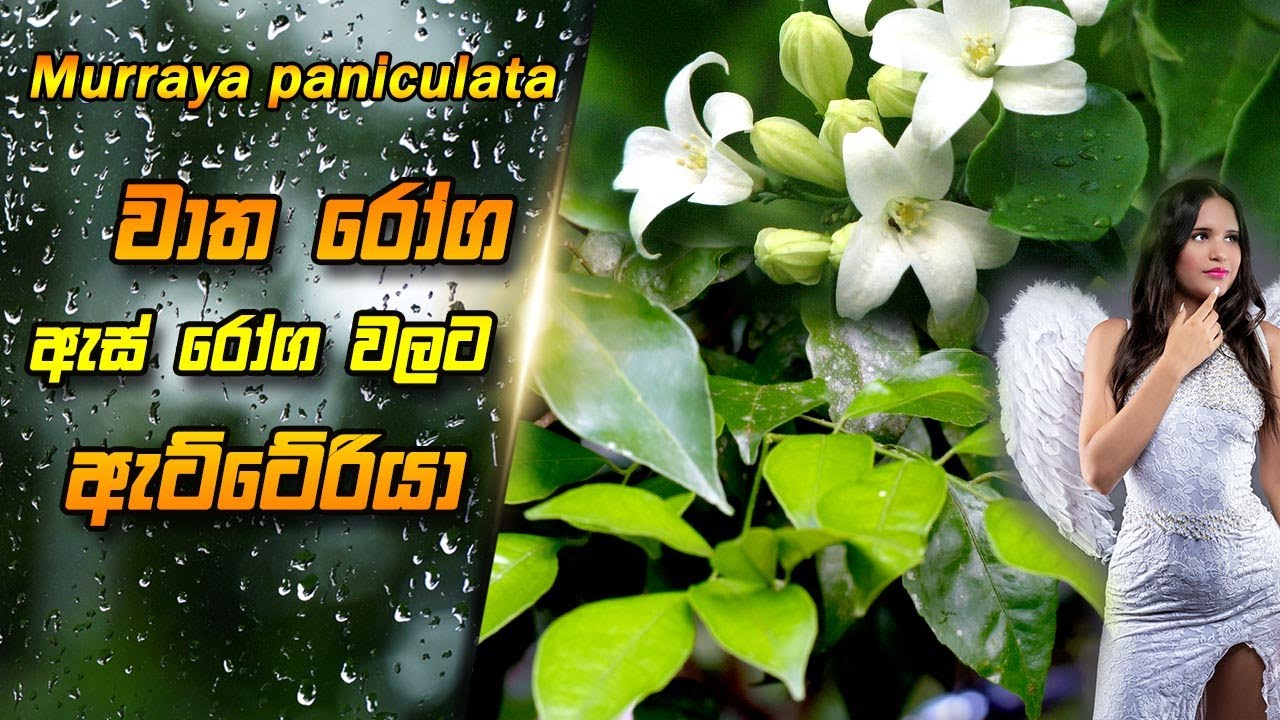 වාත රෝග ඇස් රෝග වලට ඇට්ටේරියා | Atteria | Etteria | Murraya paniculata ...