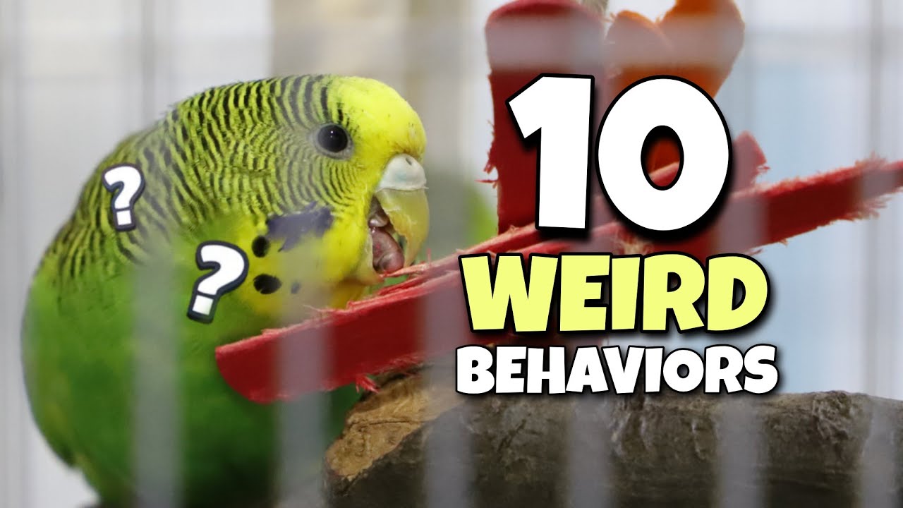 10 Weird Budgie Behaviours Explained - YouTube