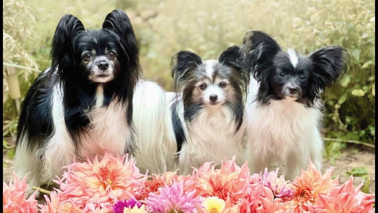 Cutest PaPiLLoN DoG Compilation 🐾 | Funny & Adorable August Moments ...