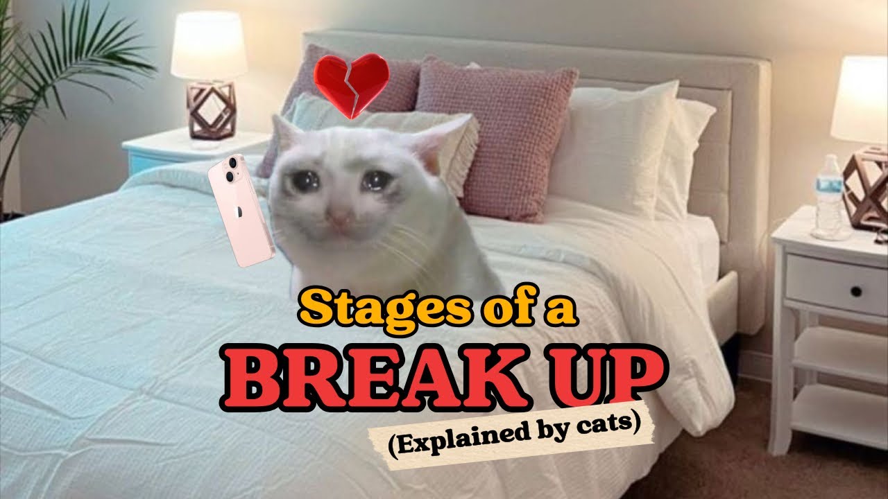 Cat MEMES: stages of a break up | Kitty POVs |cat story | cat videos ...
