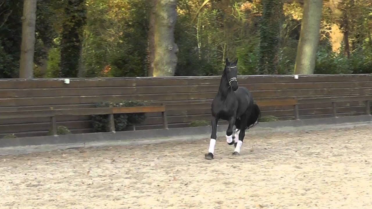 Horse for sale: Norbert 444 x Sierk 328 - YouTube
