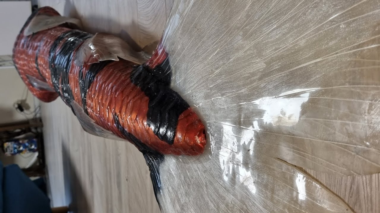 extended mermaid tail goldfish longfish - YouTube