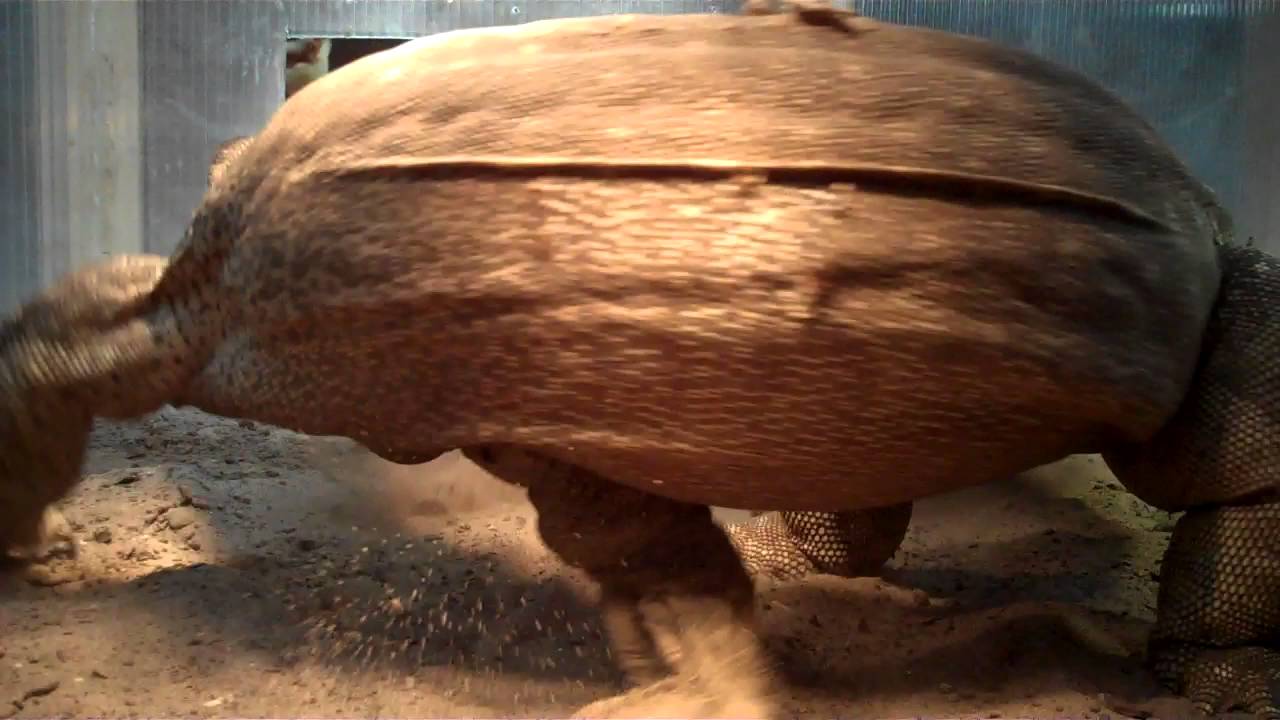 6 foot Argus Monitor Lizard Chase down 2 - YouTube