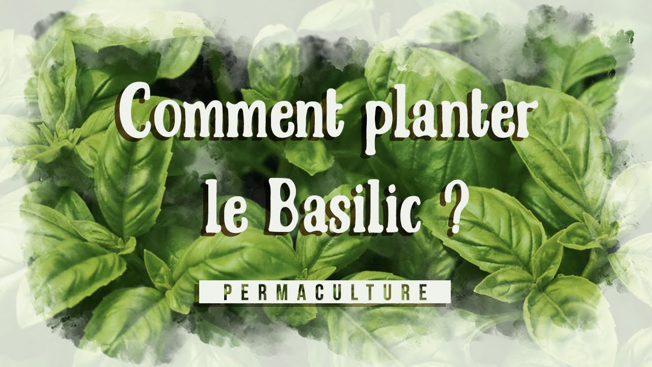 Comment planter son basilic en serre en pot ou extérieur ? - YouTube