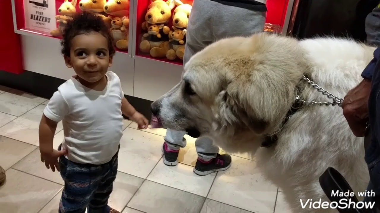 TOP CELE MAI GIGANTE RASE DE CÂINI DIN LUME / GIGANT DOGS - YouTube