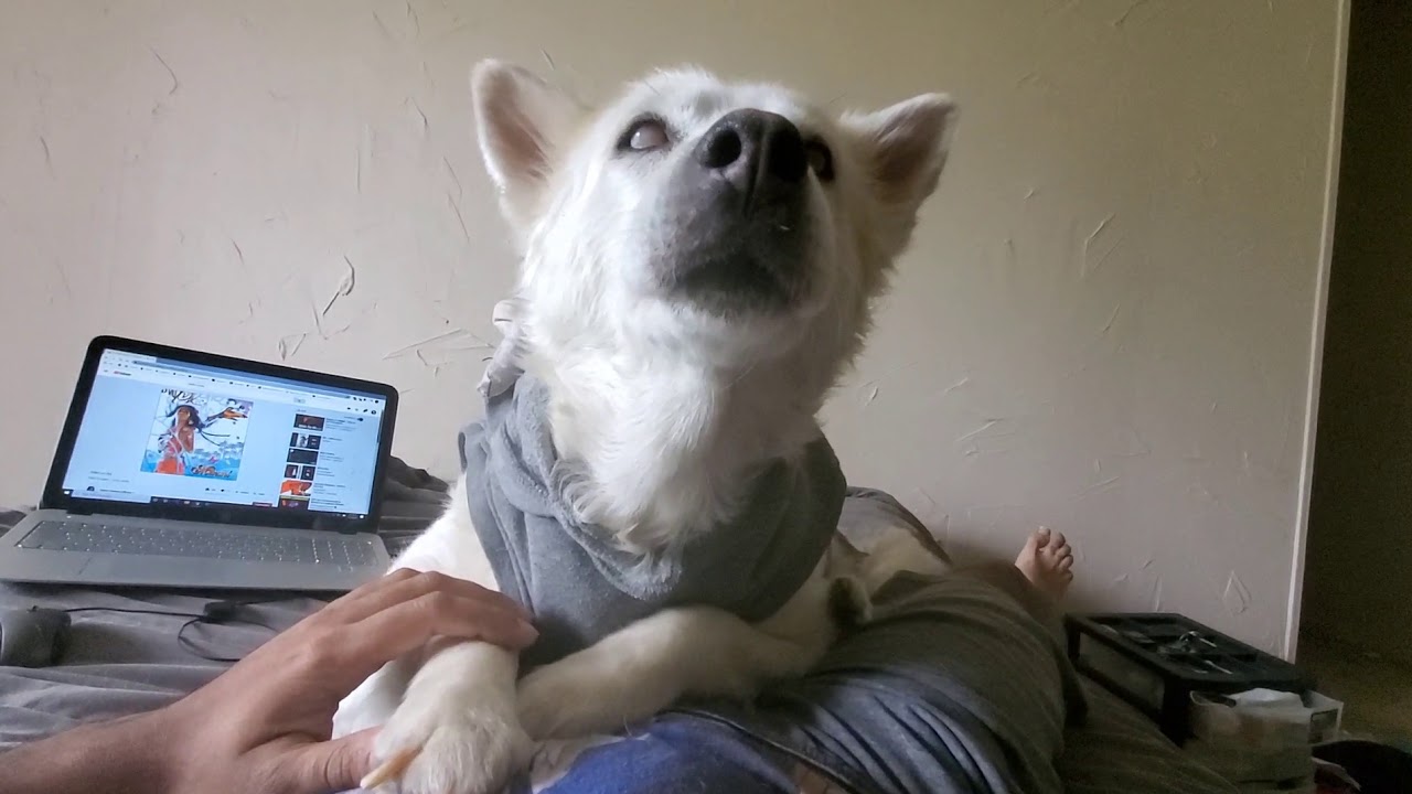 Wonderful Wednesday: Blind Husky Ivy reacts to ASMR Music - YouTube