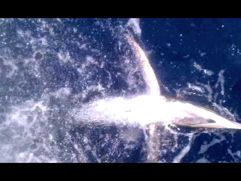 Syked Out Sport Fishing.3gp - YouTube