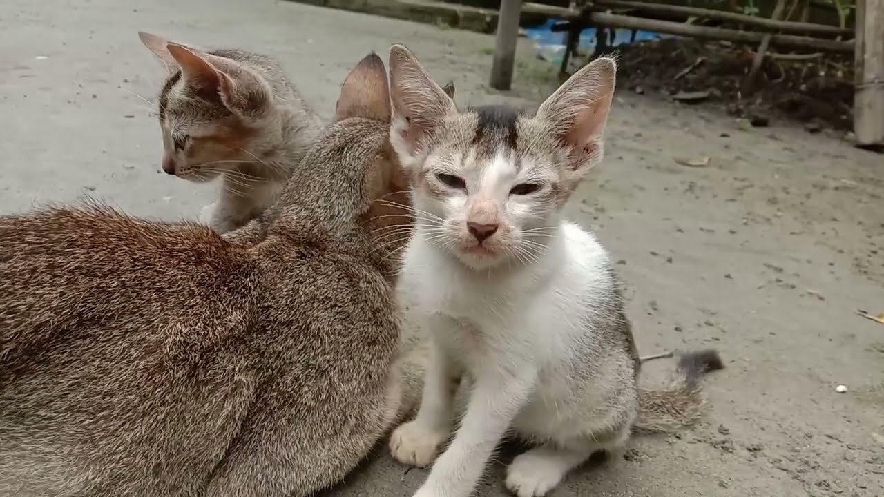 A complete cat drama series - YouTube