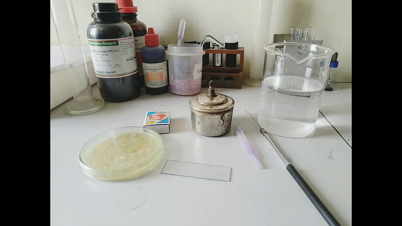 How to prepare bacterial smear | bacterial smear - YouTube