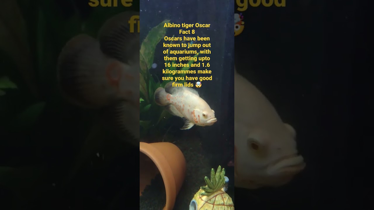 albino tiger Oscar fish jumping from aquarium #shorts #fish #oscars # ...
