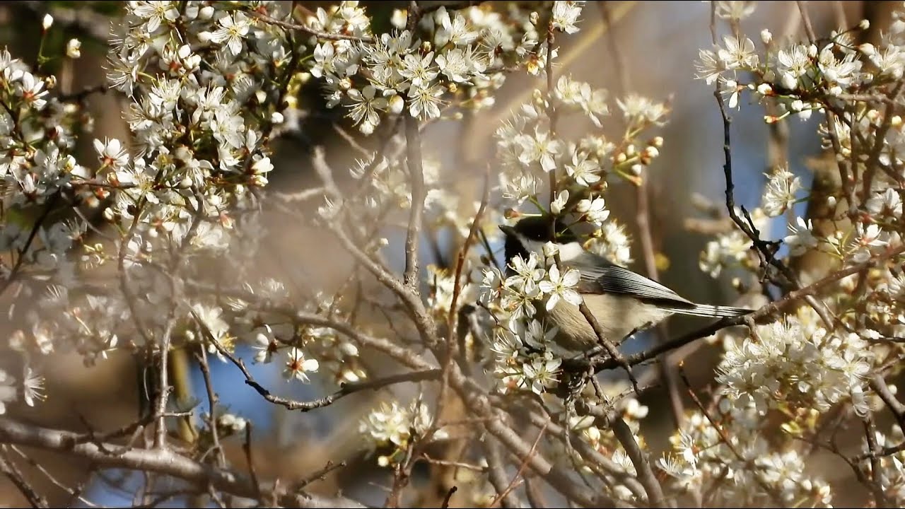 Chickadee busy looking for bugs among these flowers - YouTube