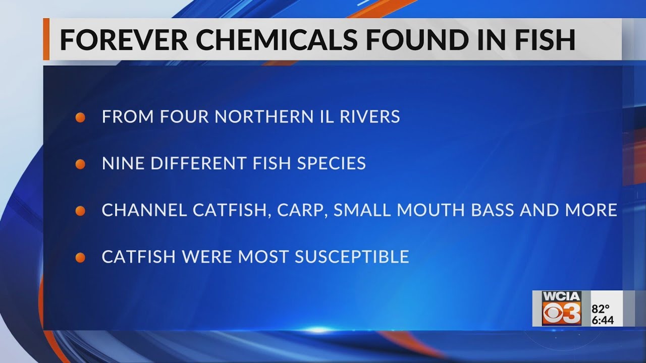 Forever chemicals found in most tested fish from these 4 IL rivers ...