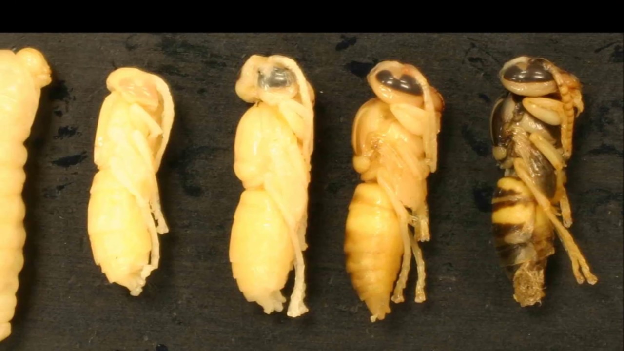 Kandireega Jeevitha Chakram_DoAg&Digital Green_Kadapa_Dec-2016 - YouTube