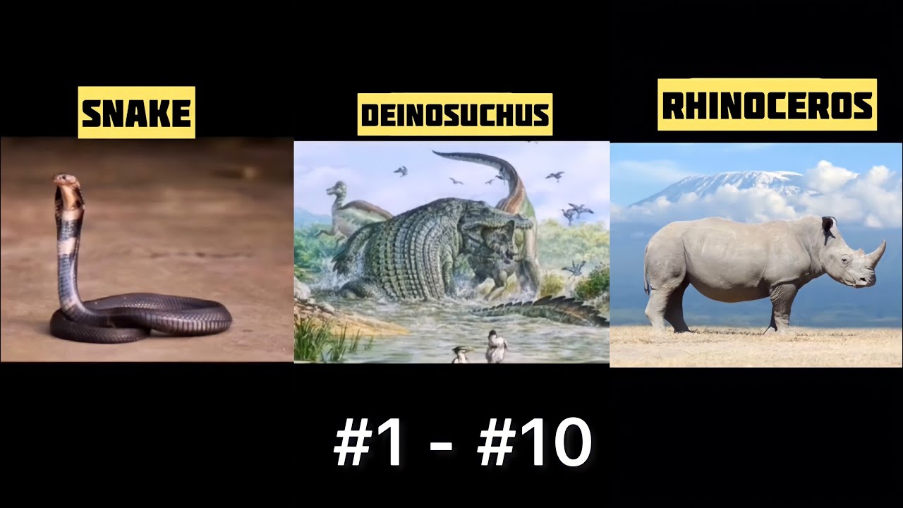 MODERN ANIMALS THAT WERE GIANTS (Assemble parts 1-10) - YouTube