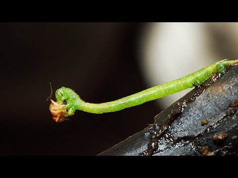 Chenille tueuse : le film d'horreur - ZAPPING SAUVAGE