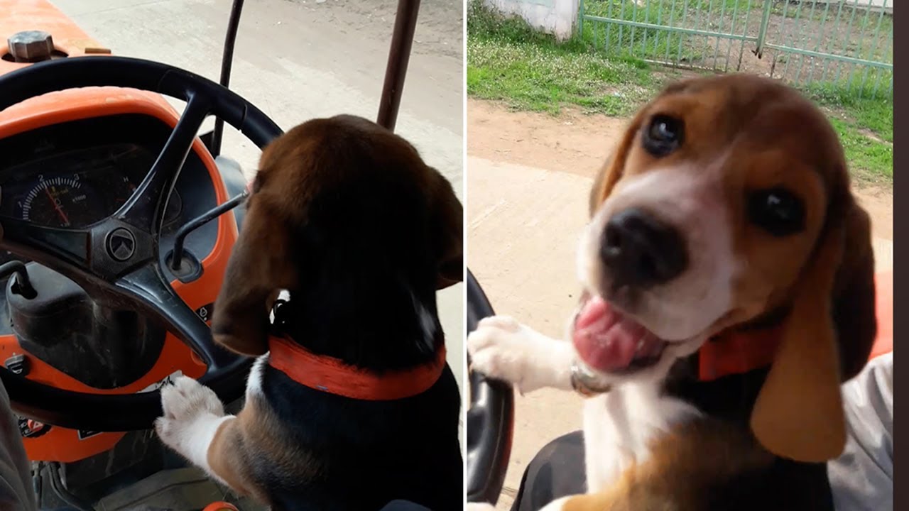 Beagle Helps To Drive Tractor - YouTube