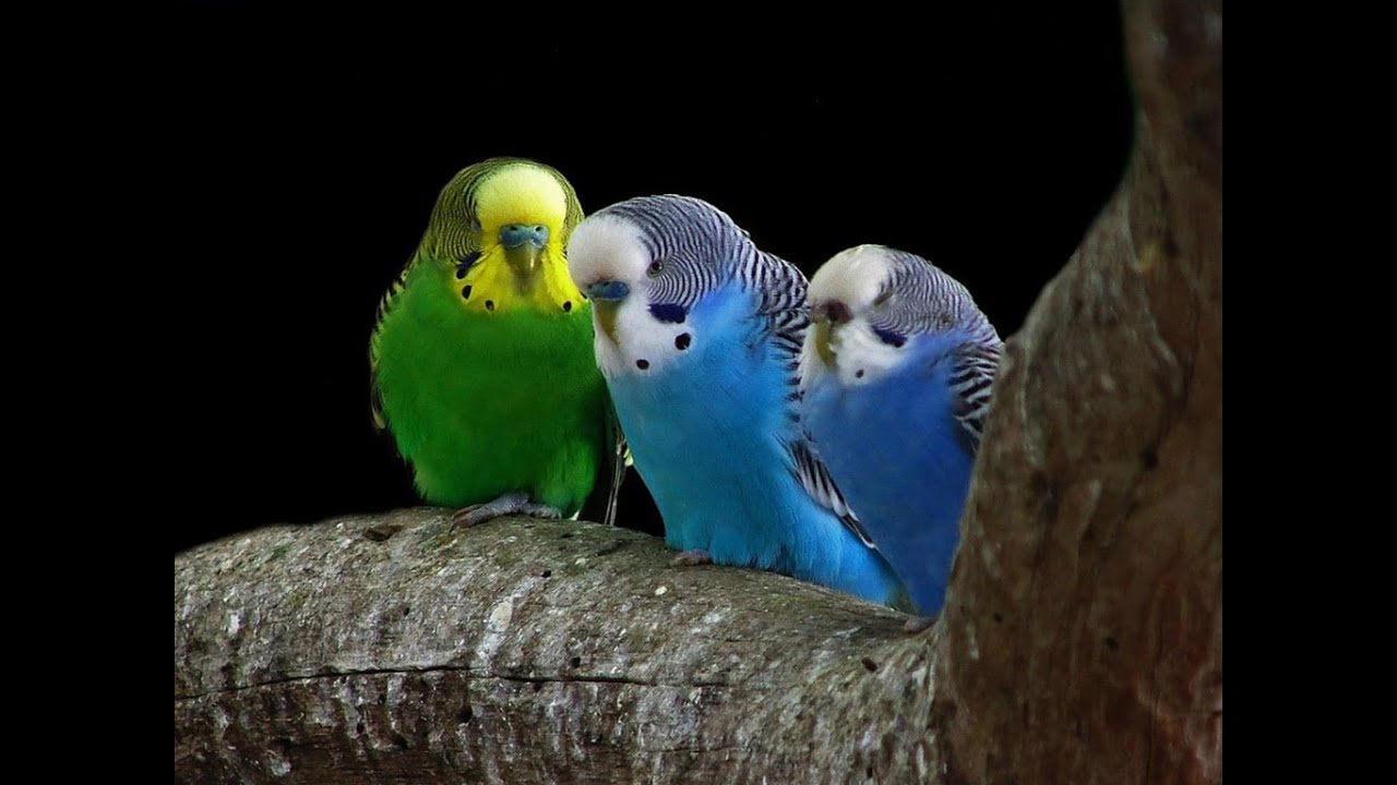 Información del periquito australiano (Melopsittacus undulatus) - YouTube