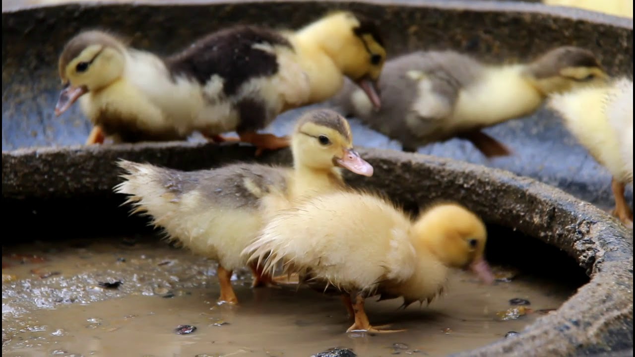 duckling eating and tumbling down - YouTube