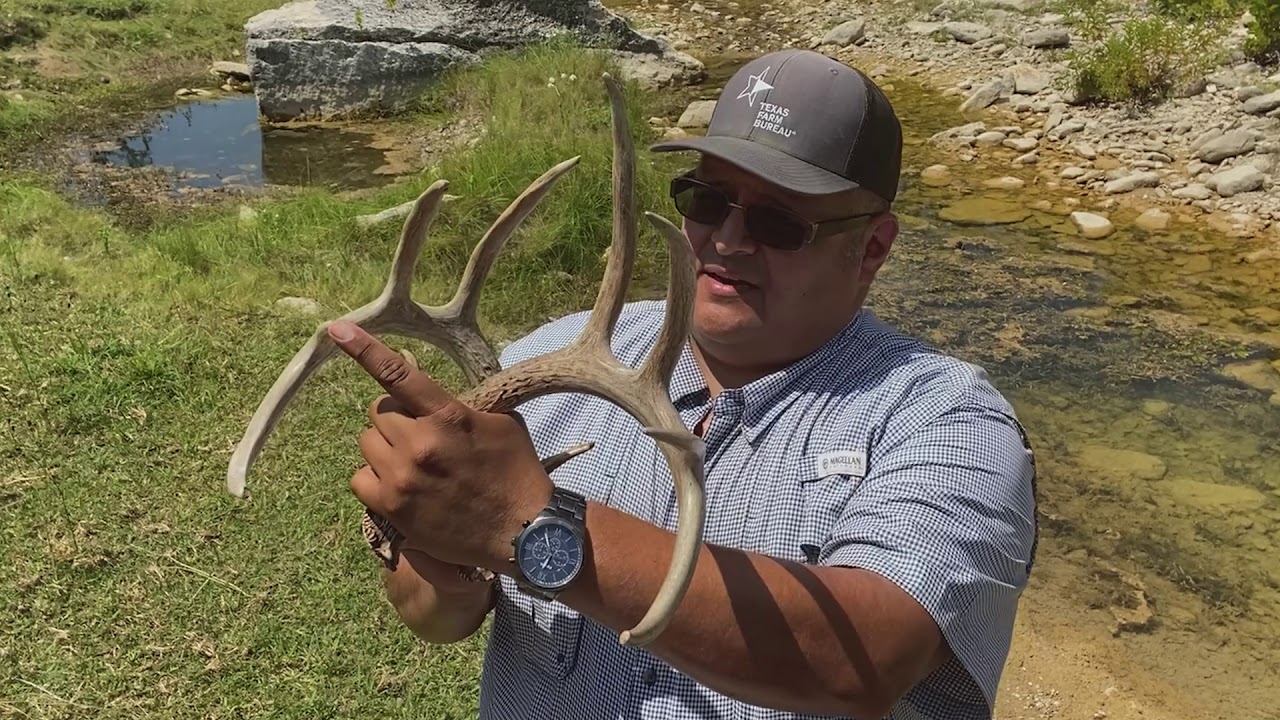 White-Tailed Deer | Ag in the Classroom - YouTube