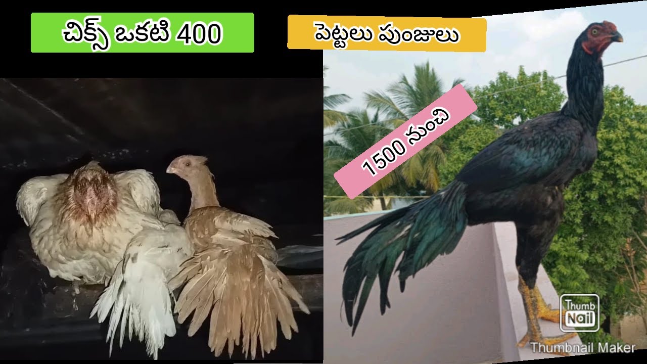 Tamil Nadu Long Tail Hens | 7702588746 | Video 3029 | Rythu Market ...