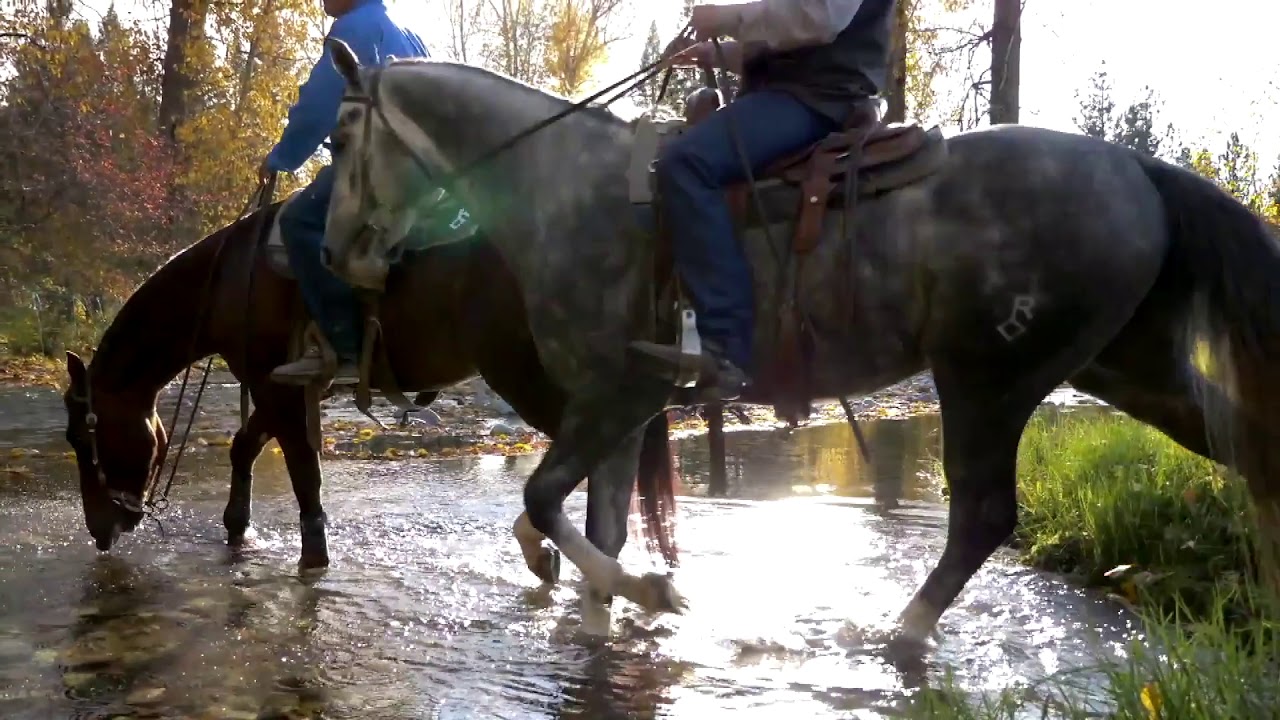 Marsh Performance Horses - YouTube