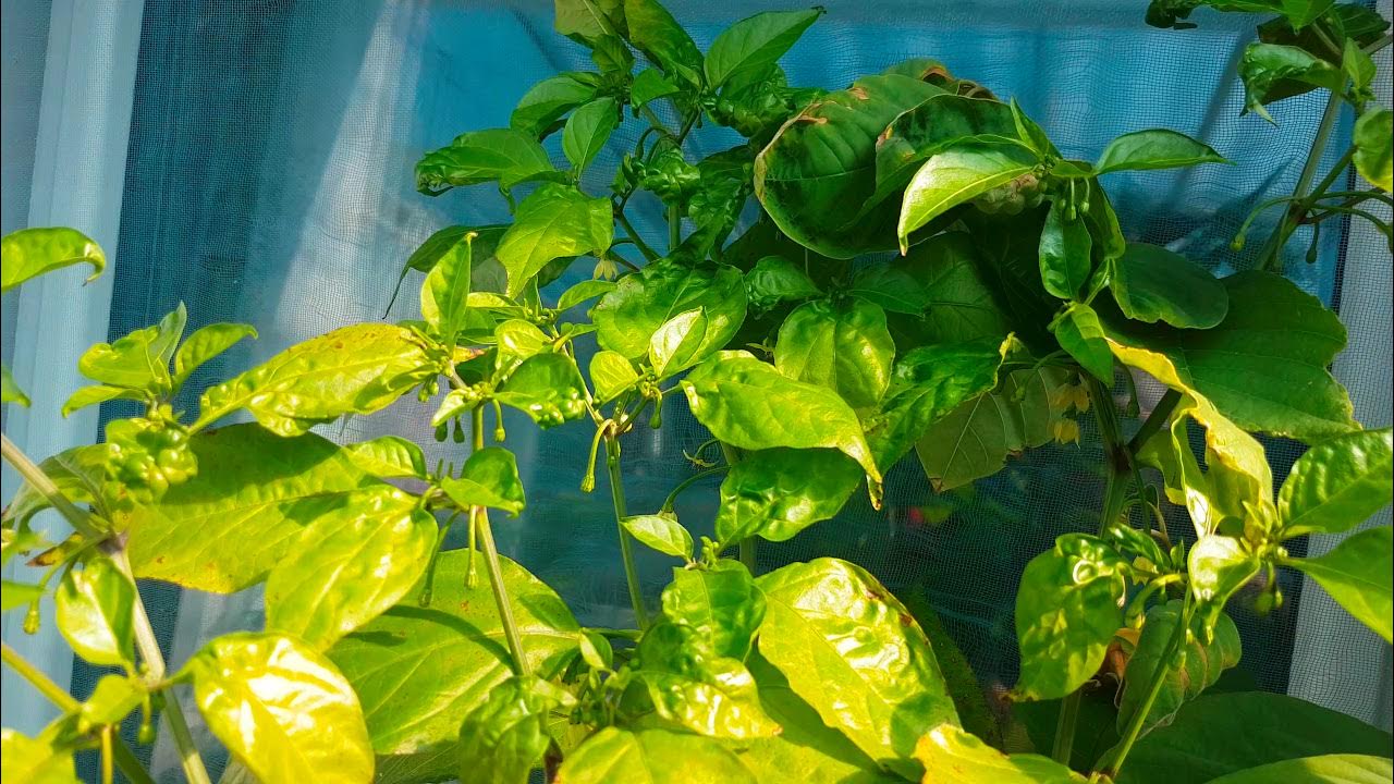 Перец Скорпион Тринидада Scorpion Trinidad - YouTube